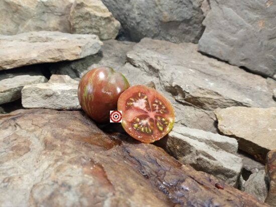 Dwarf Grail Tomato Bounty Hunter Seeds Rare Dwarf Tomatoes