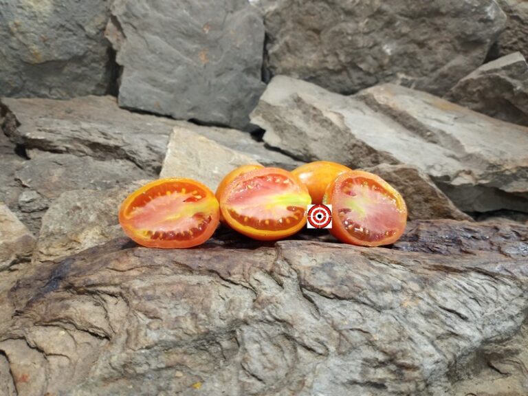 Mariana Tomato Bounty Hunter Seeds Rare Heirloom Tomatoes