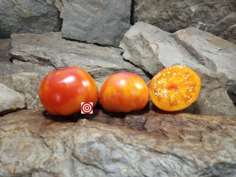 Dwarf Sunkissed Peach Tomato Bounty Hunter Seeds Rare Seeds