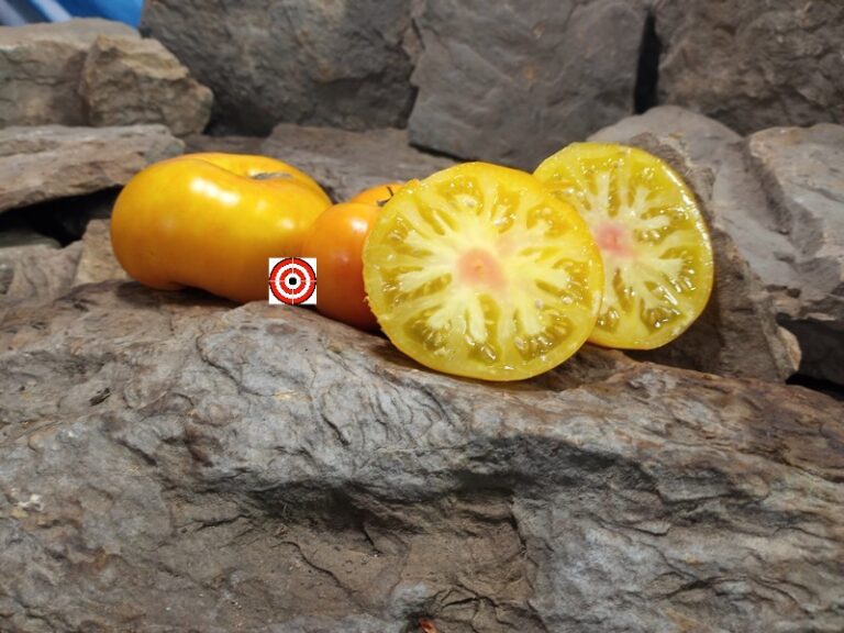 Tasmanian Blushing Tomato Bounty Hunter Seeds Heirlooms