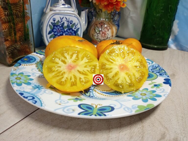 Tasmanian Blushing Tomato Bounty Hunter Seeds Heirlooms