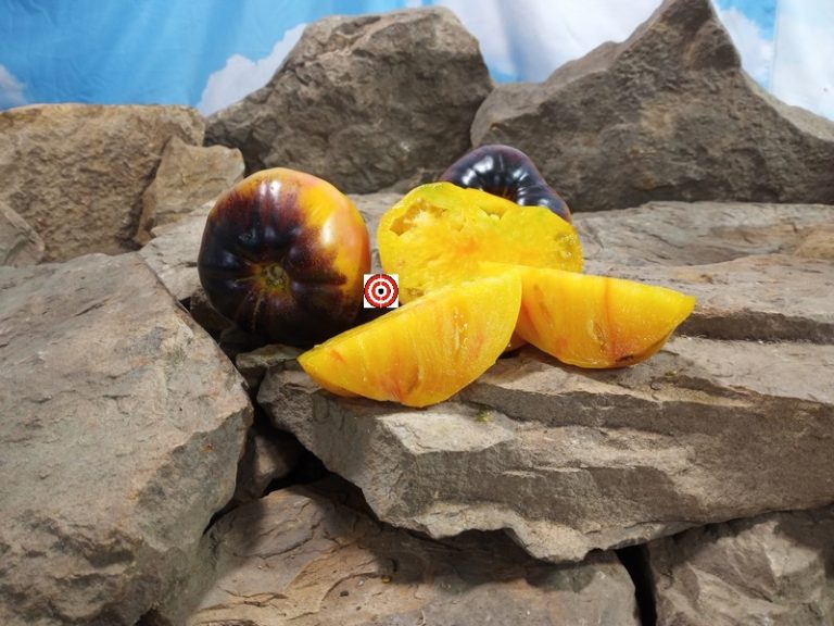 Come Undone Tomato Bounty Hunter Seeds Rare Tomato Seeds