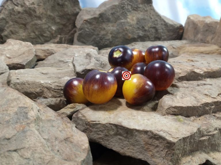 Planet Earth Tomato Bounty Hunter Seeds Rare Tomatoes