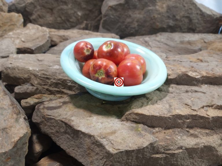 Dwarf Raspberry Burst Tomato Bounty Hunter Seeds Tomatoes